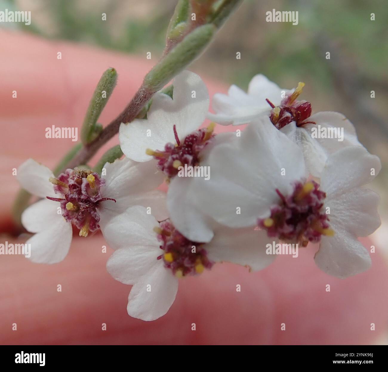 Boegoe hi-res stock photography and images - Alamy