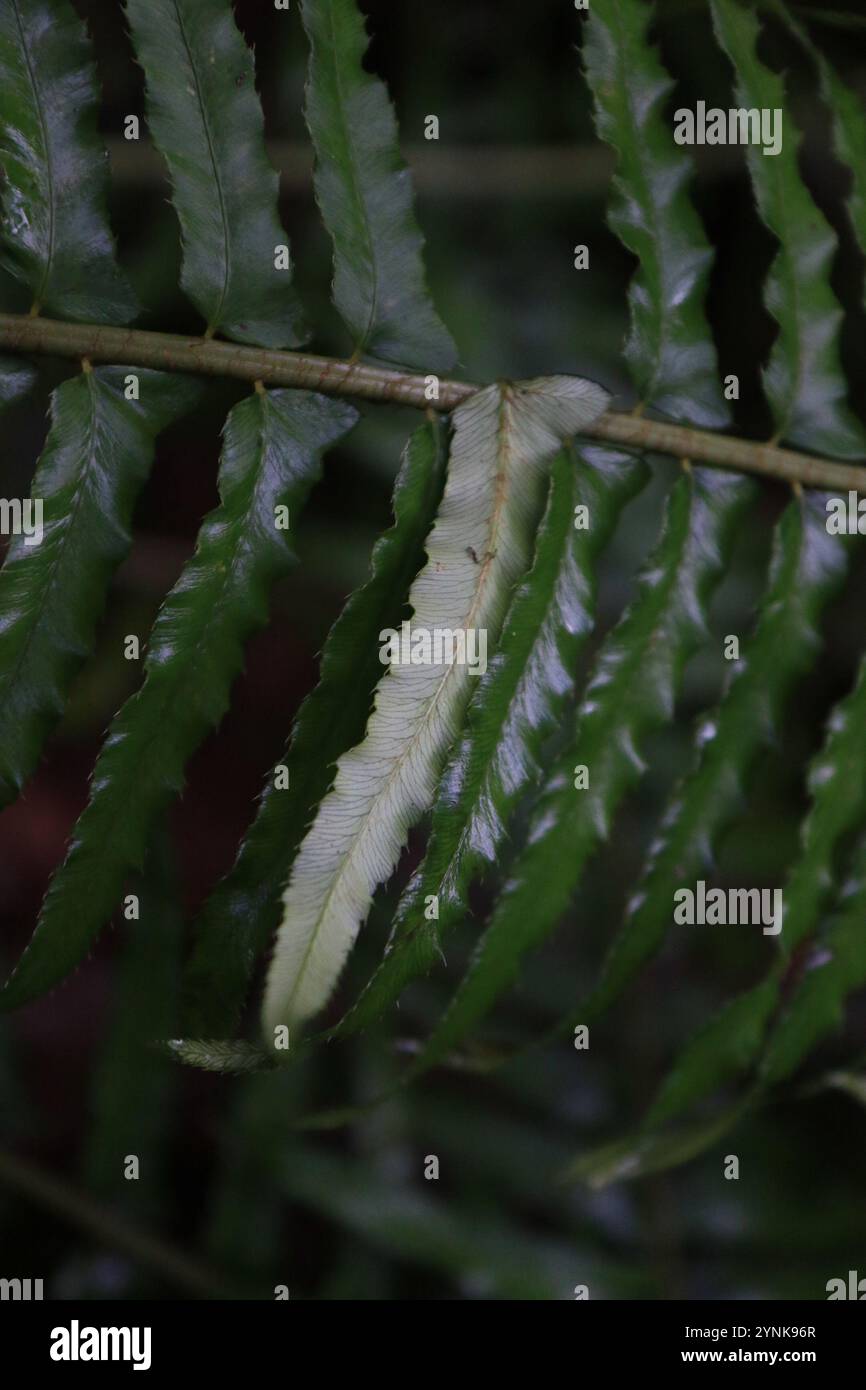 western sword fern (Polystichum munitum Stock Photo - Alamy