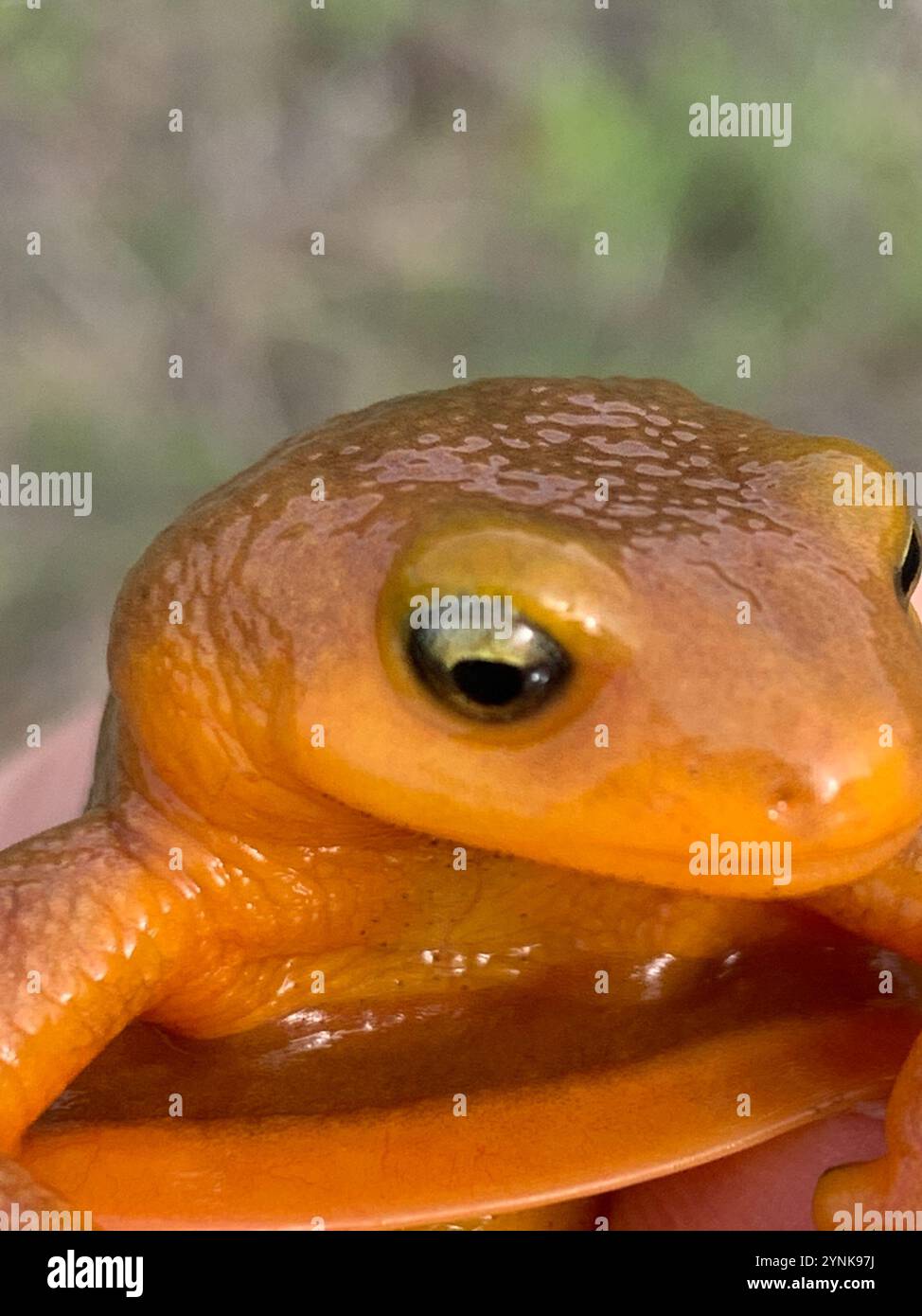 California Newt (Taricha torosa Stock Photo - Alamy