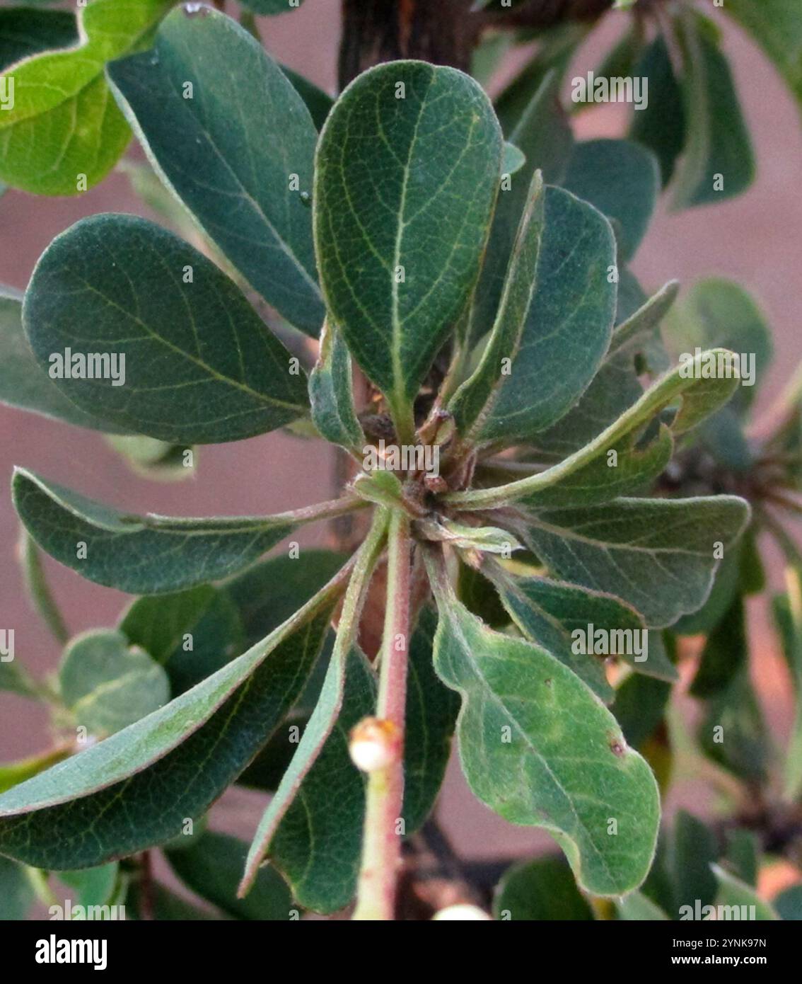 Purplepod clusterleaf (Terminalia prunioides Stock Photo - Alamy