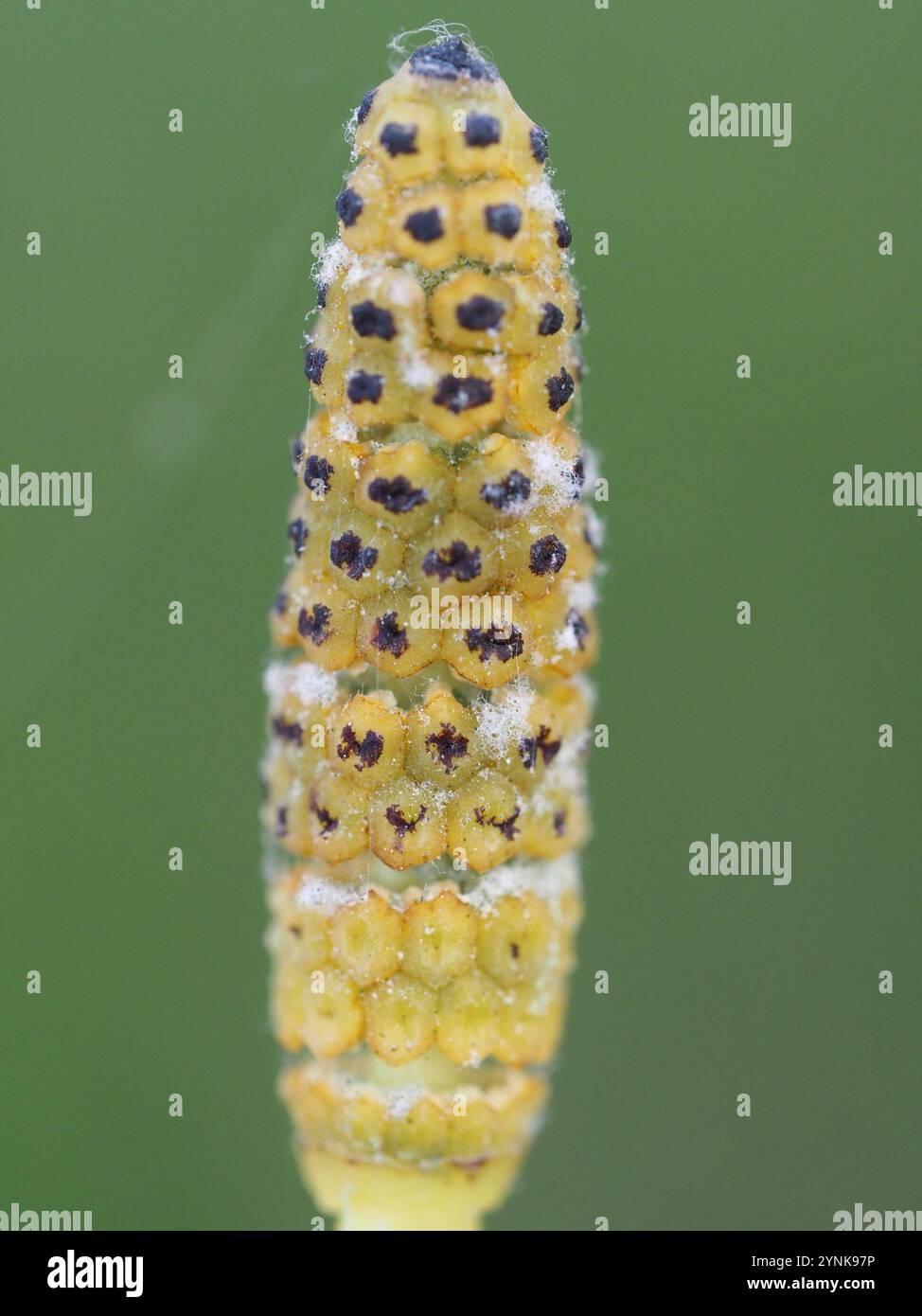 Branched horsetail hi-res stock photography and images - Alamy