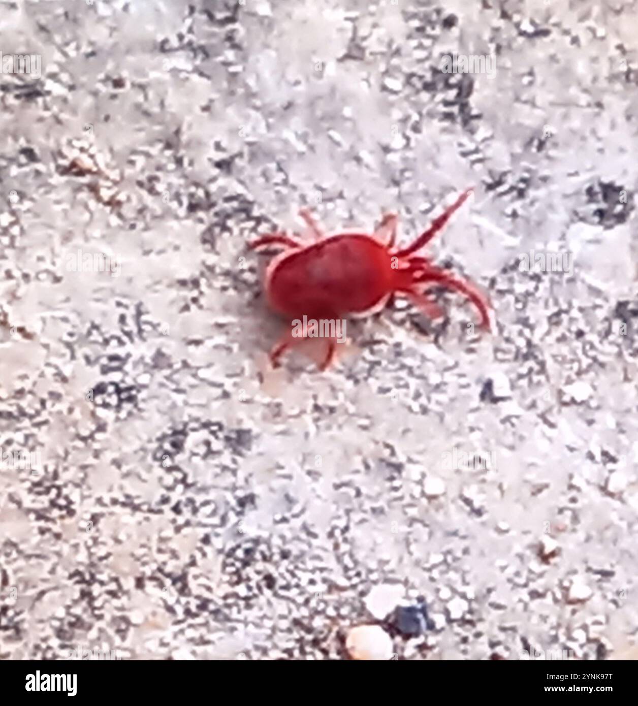 Sidewalk Mites (Balaustium Stock Photo - Alamy