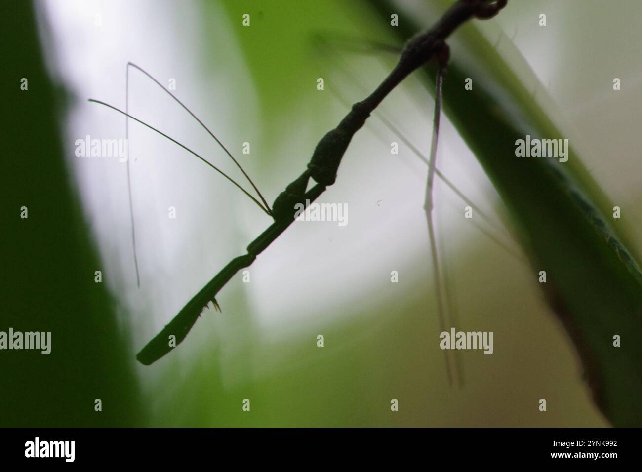 Thread legged bugs hi-res stock photography and images - Alamy