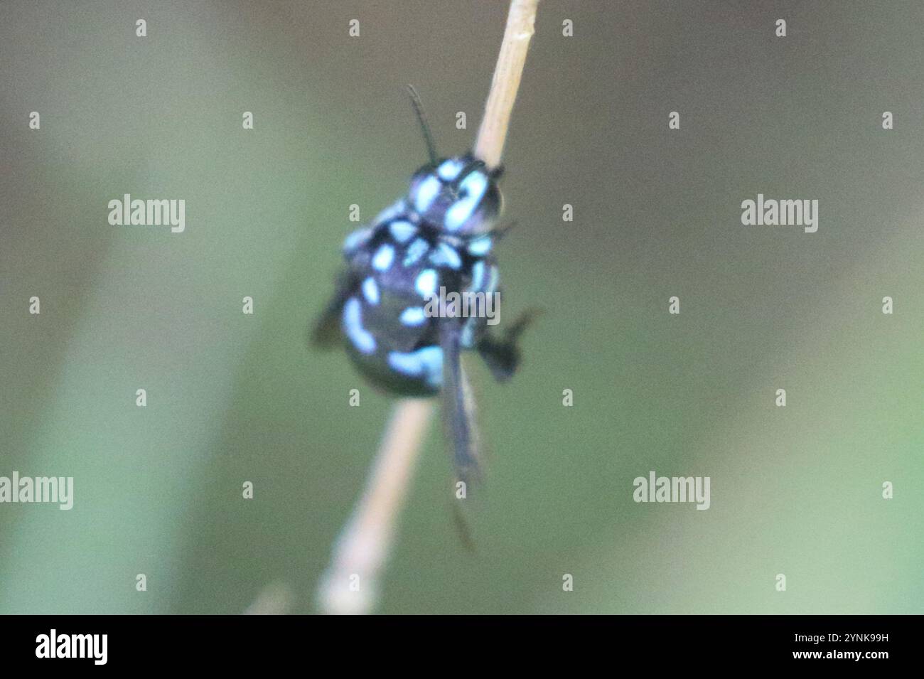 Cloak and dagger bee hi-res stock photography and images - Alamy