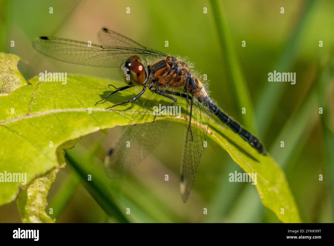 Frosted Whiteface (Leucorrhinia frigida Stock Photo - Alamy