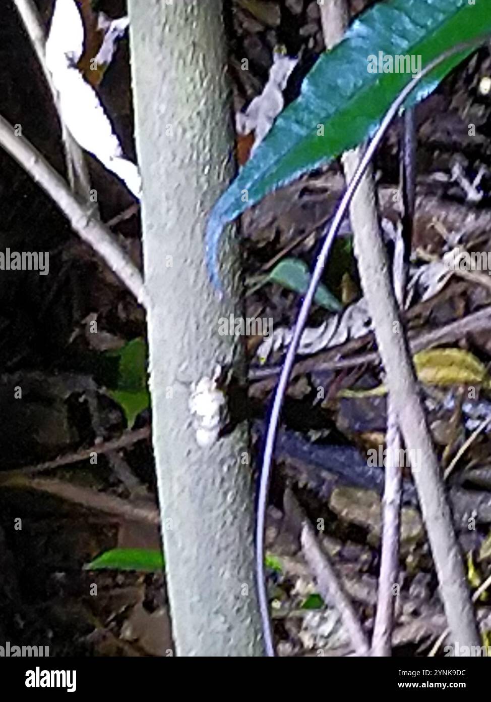 Watanabe's Lanternfly (Pyrops watanabei Stock Photo - Alamy