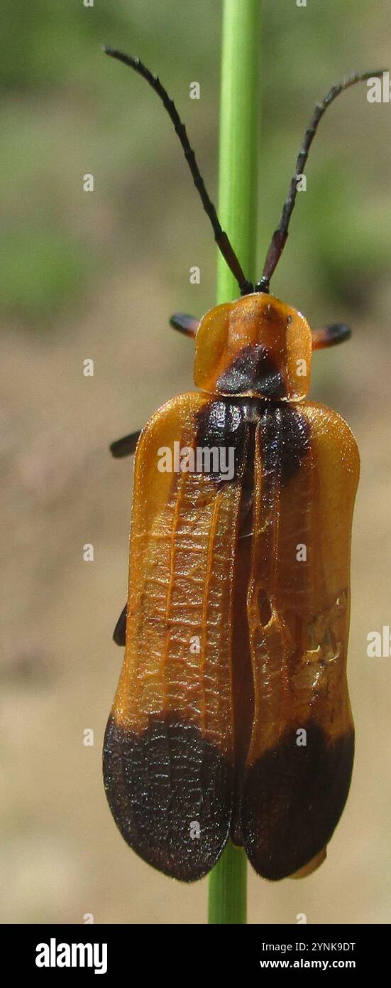 Netwing Beetles (Lycus Stock Photo - Alamy