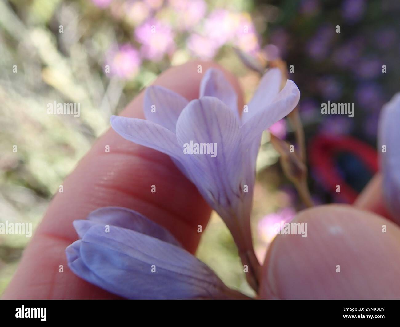 Blue Corn-lily (Ixia rapunculoides Stock Photo - Alamy