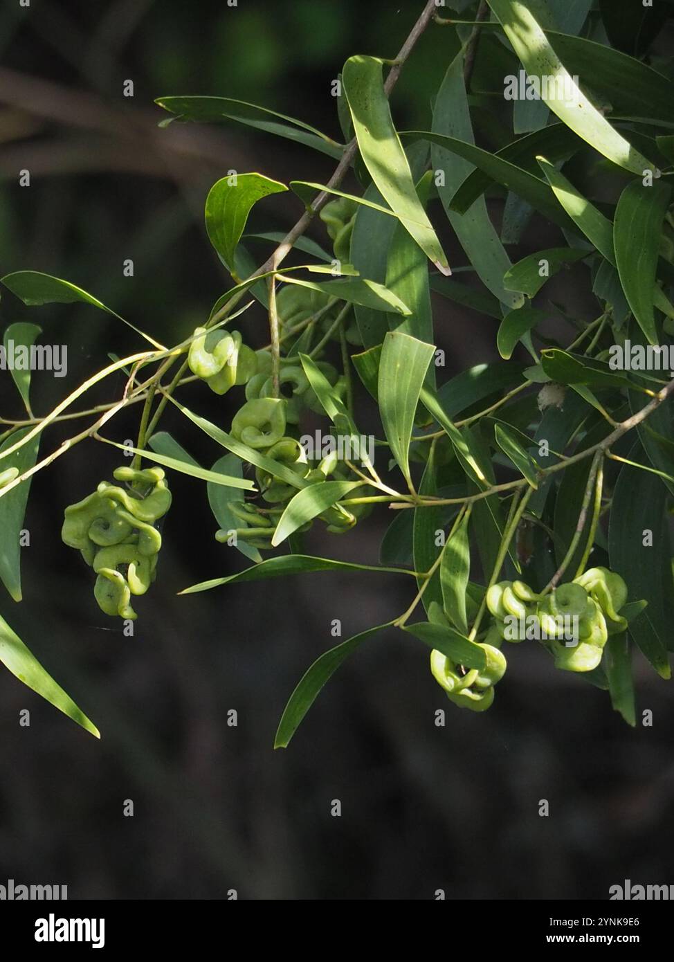 Earpod Wattle (Acacia auriculiformis Stock Photo - Alamy