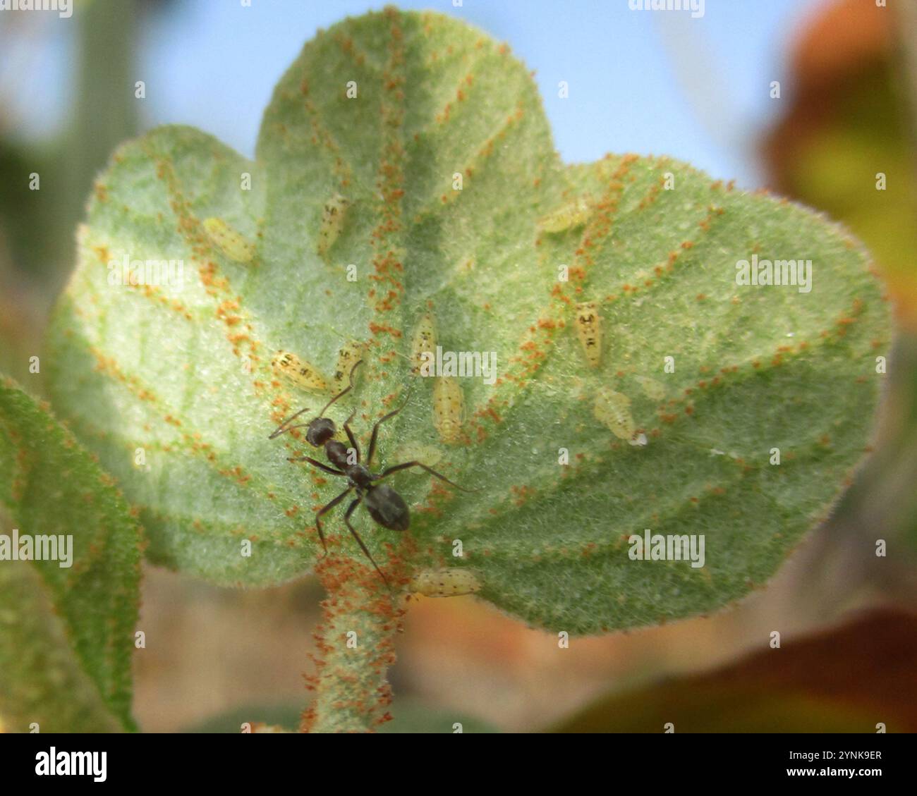 chewing gum tree (Thespesia garckeana Stock Photo - Alamy
