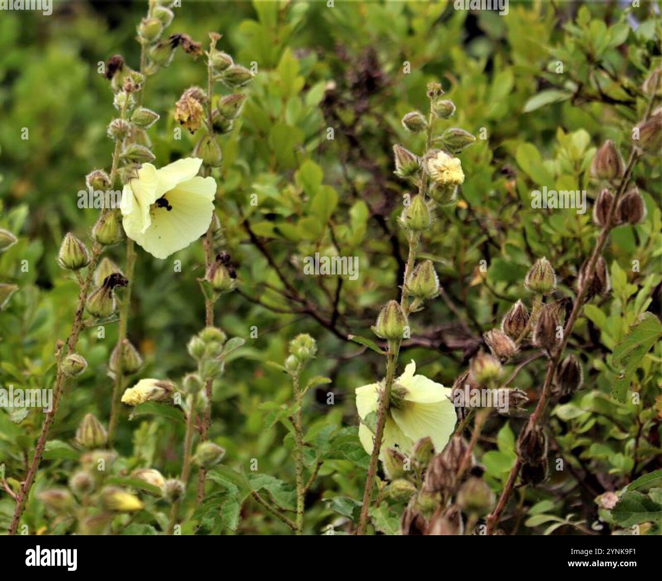 Prickly Tree Hibiscus (Hibiscus diversifolius diversifolius Stock Photo ...