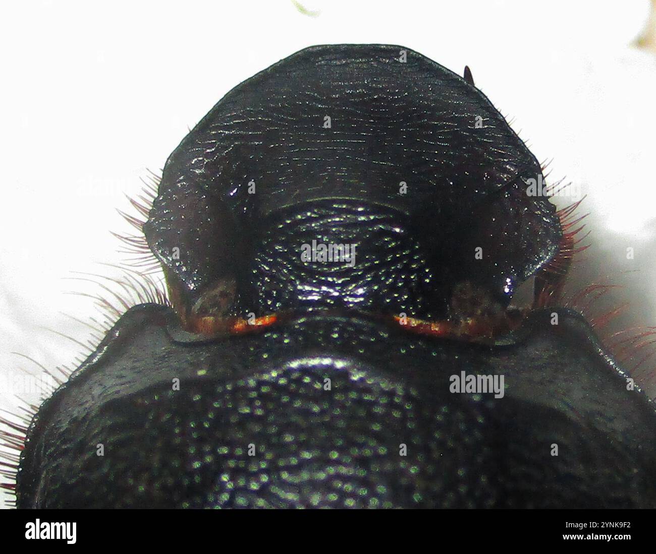 Giant Dung Beetles (Heliocopris Stock Photo - Alamy
