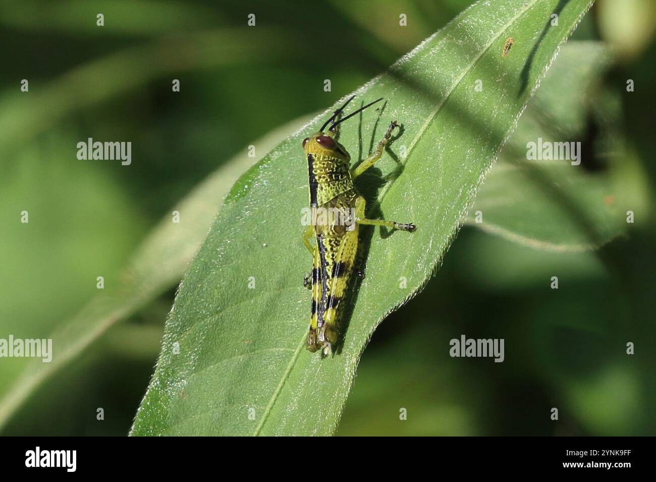Giant Grasshopper (Valanga irregularis Stock Photo - Alamy