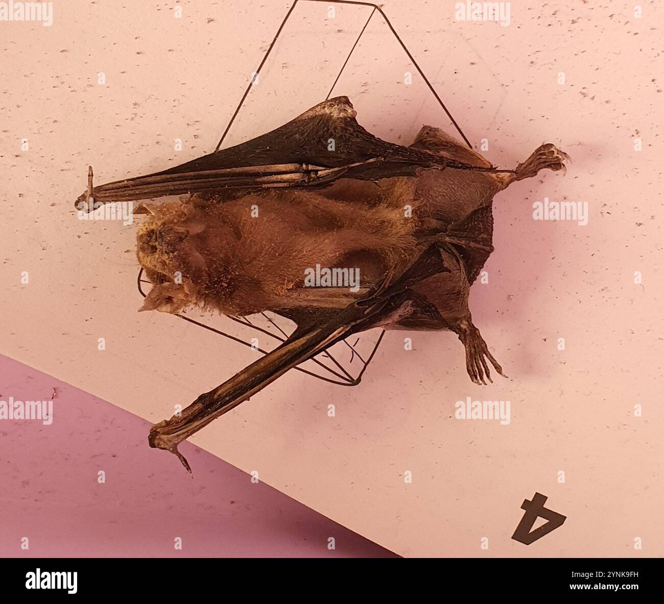 Yellow House Bats (Scotophilus Stock Photo - Alamy