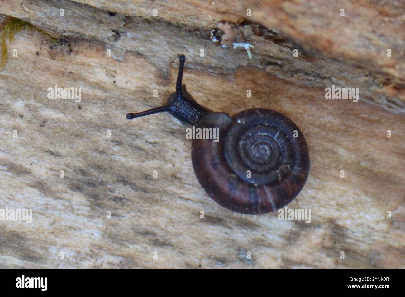 Cheese Snail (Helicodonta obvoluta Stock Photo - Alamy