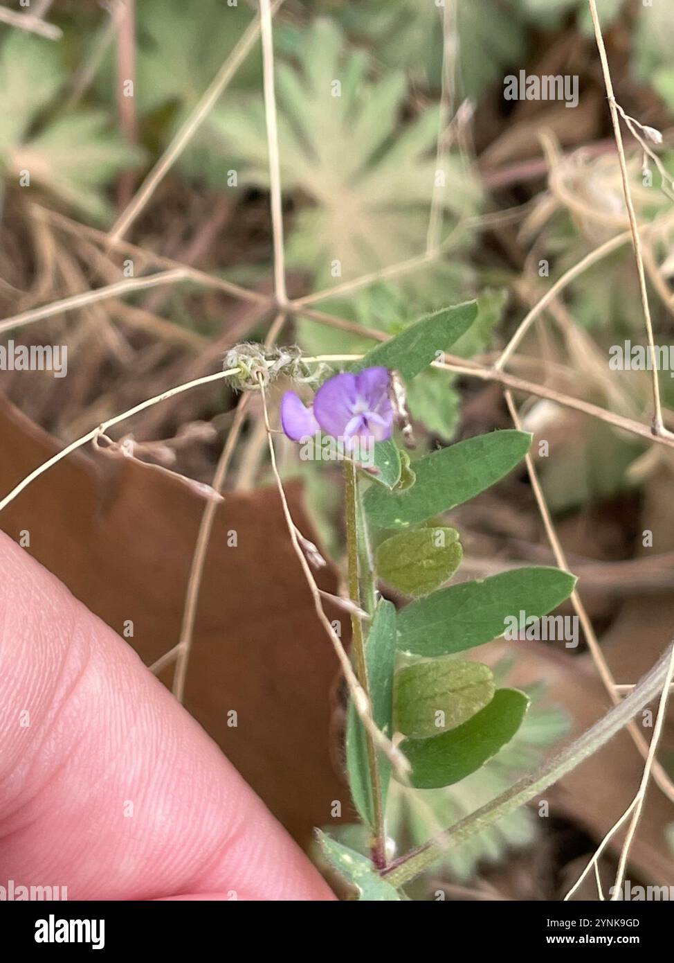 slender vetch (Vicia ludoviciana Stock Photo - Alamy