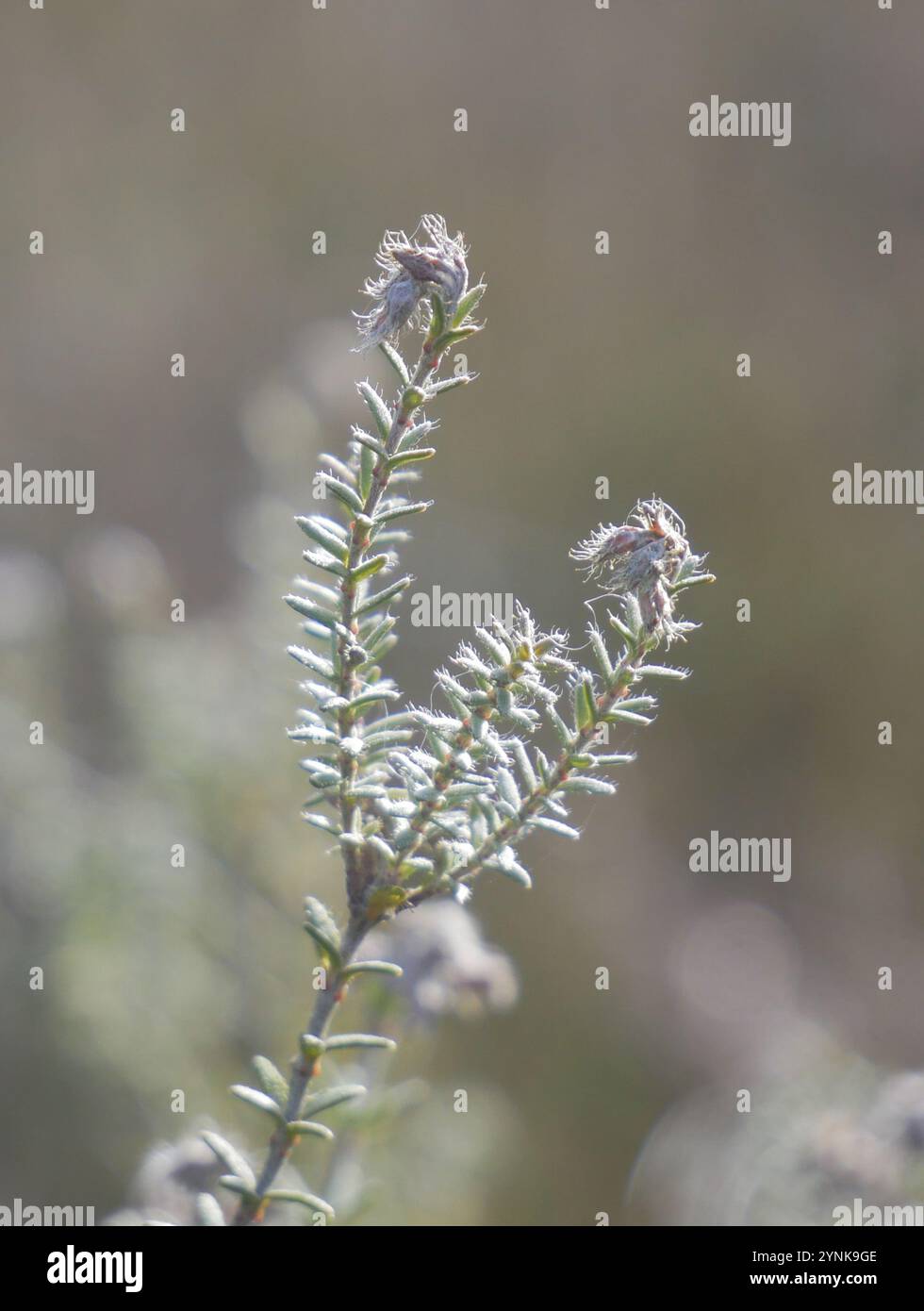 Cross-leaved Heath (Erica tetralix Stock Photo - Alamy