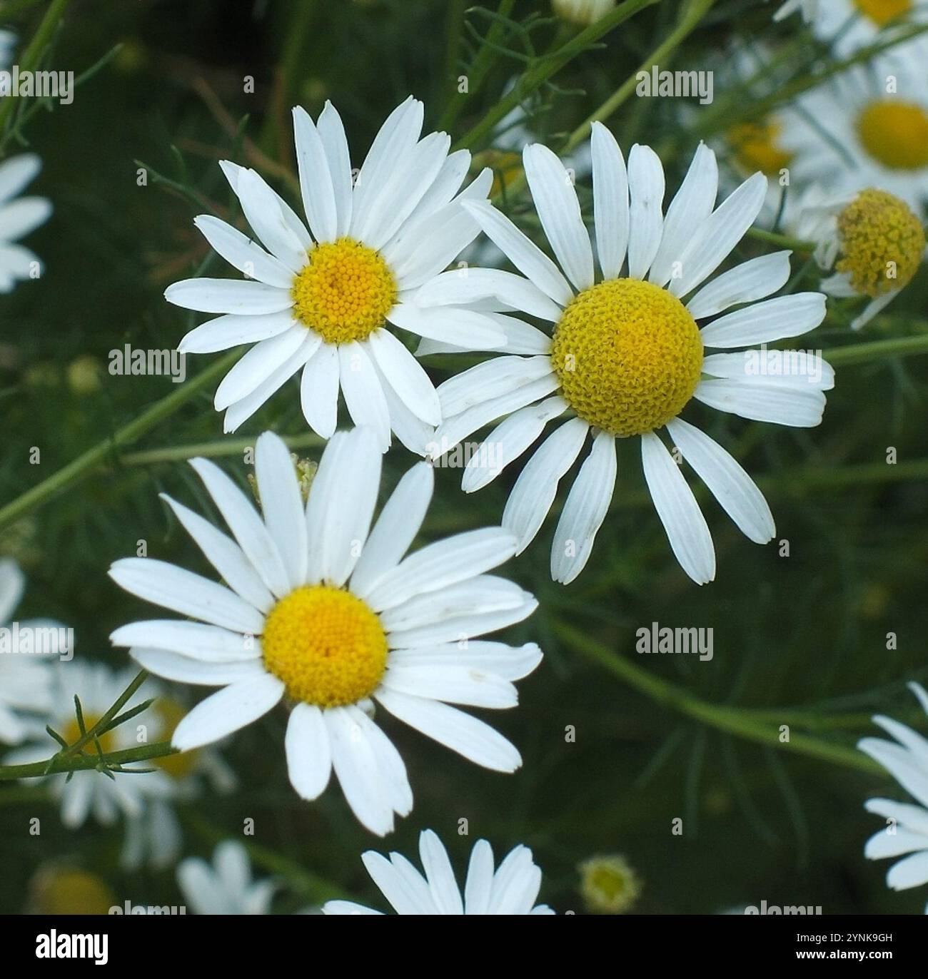 scentless mayweed (Tripleurospermum inodorum Stock Photo - Alamy