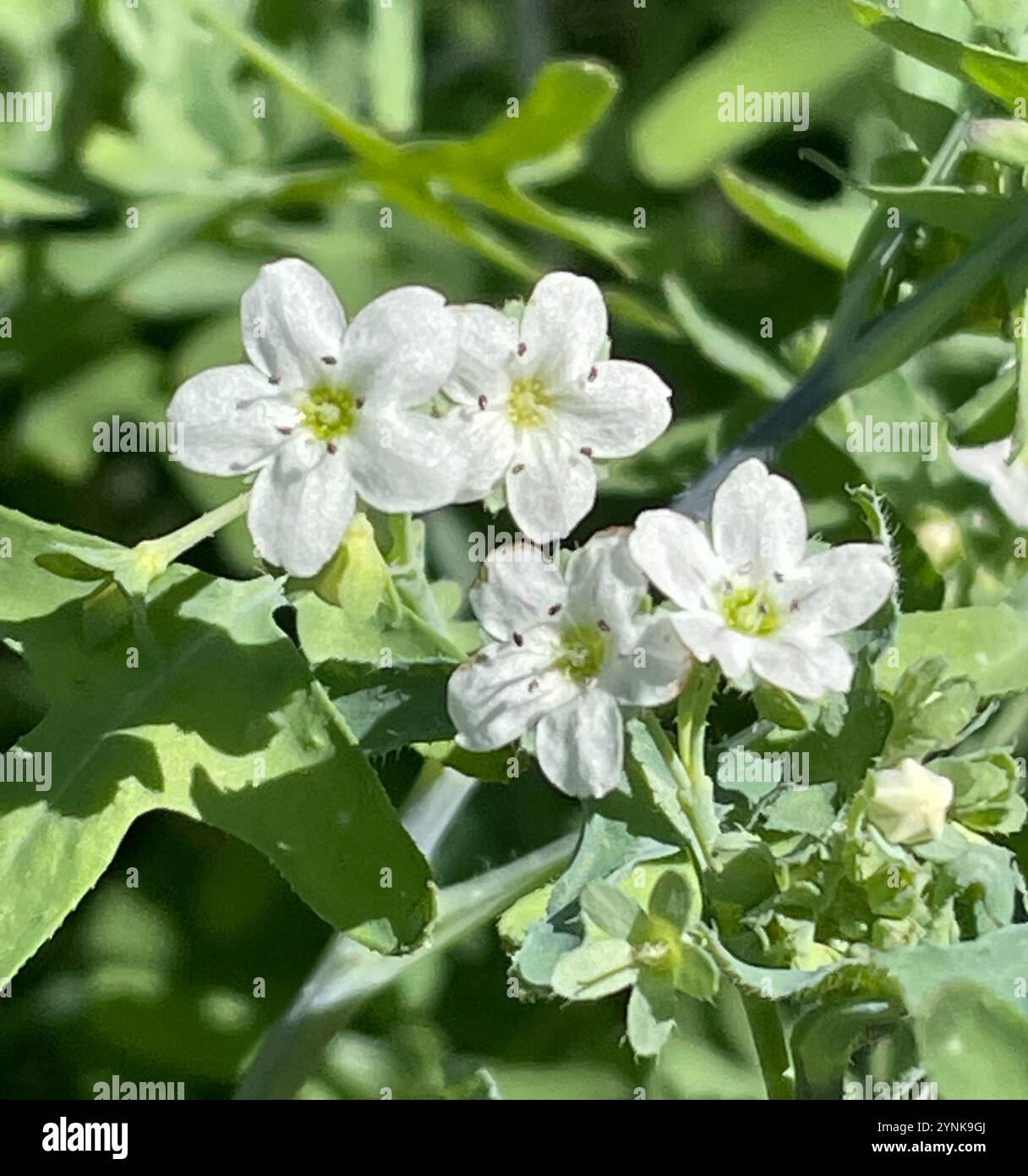 white fiesta flower (Pholistoma membranaceum Stock Photo - Alamy