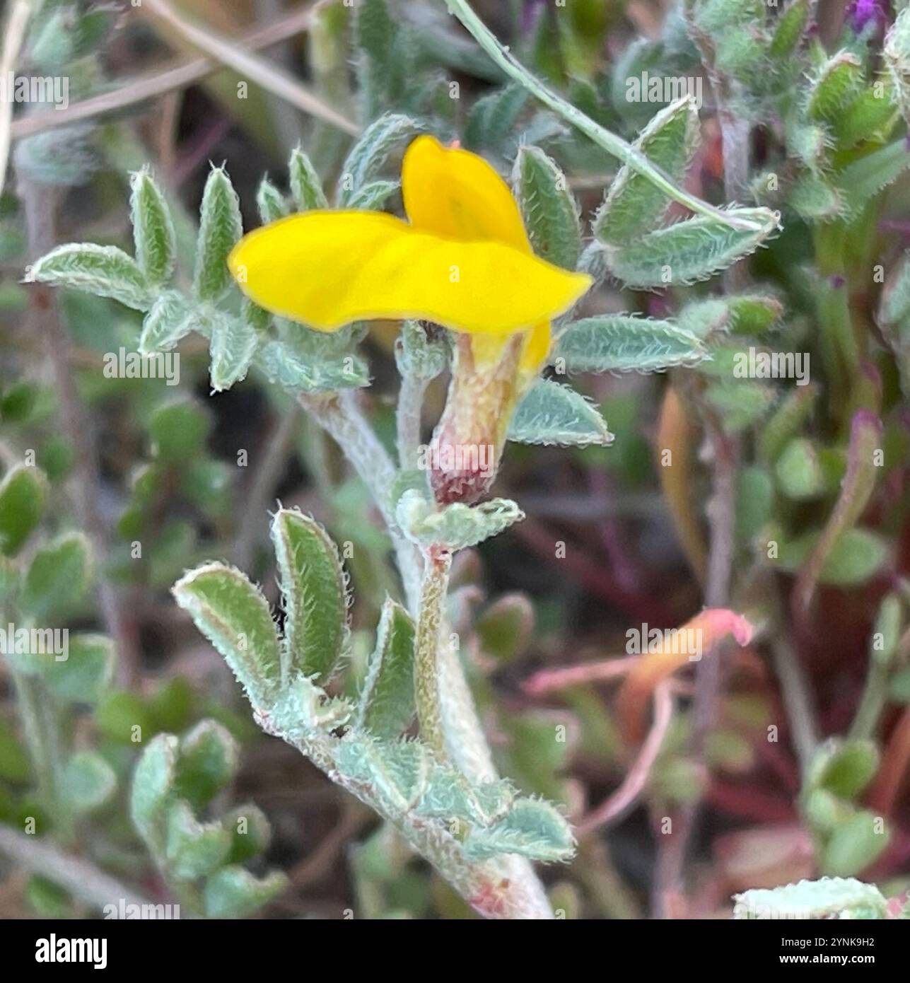 Strigose lotus hi-res stock photography and images - Alamy