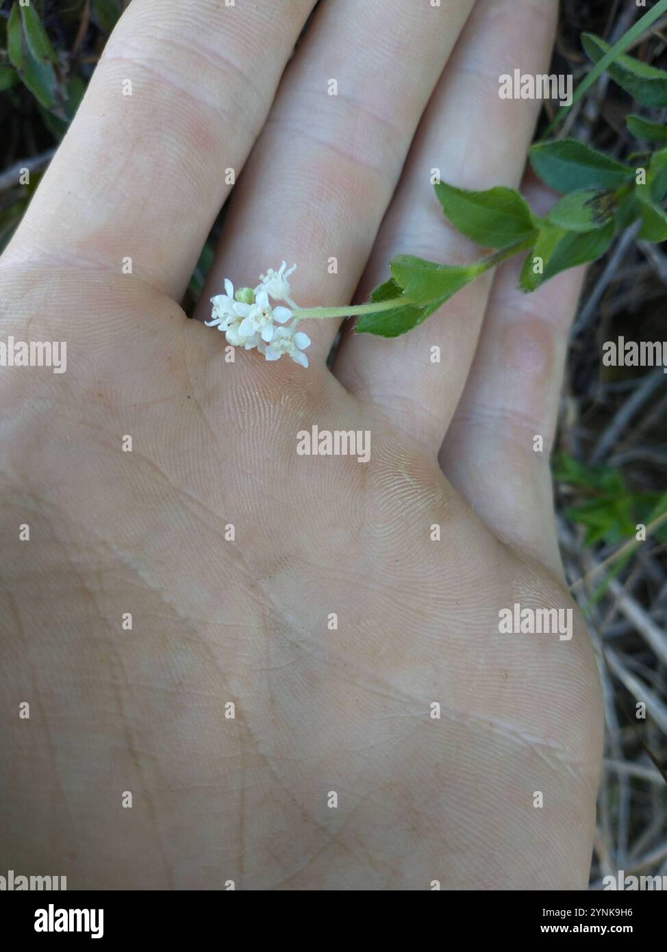 modesty (Whipplea modesta Stock Photo - Alamy