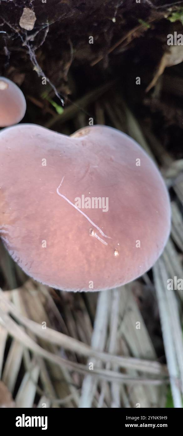 Tawaka (Cyclocybe parasitica Stock Photo - Alamy