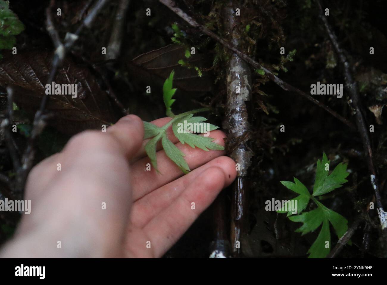 Pacific Waterleaf (Hydrophyllum tenuipes Stock Photo - Alamy