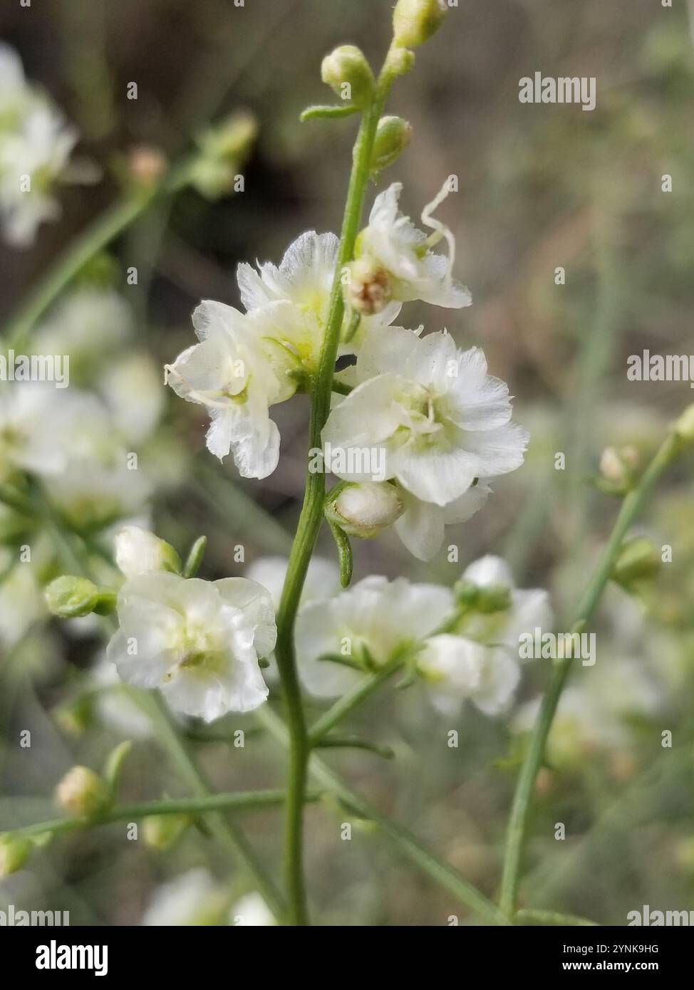 Ambrosia salsola hi-res stock photography and images - Alamy