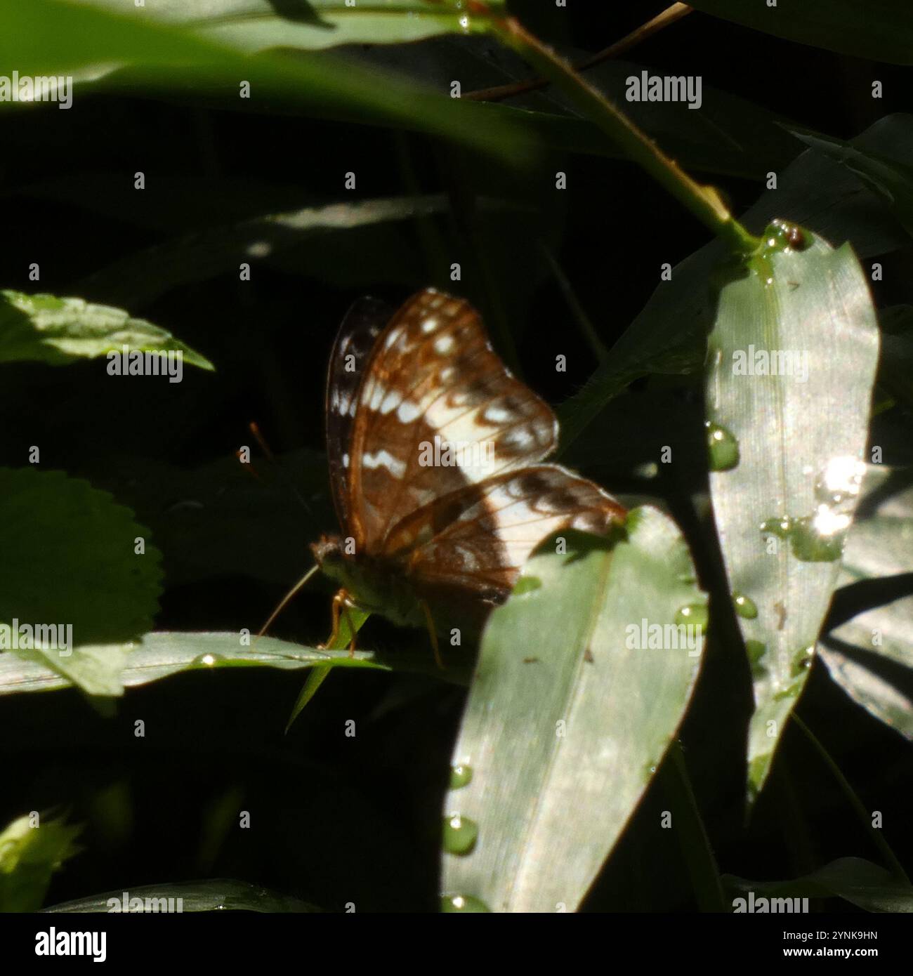 (Cymothoe alcimeda rhodesiae Stock Photo - Alamy