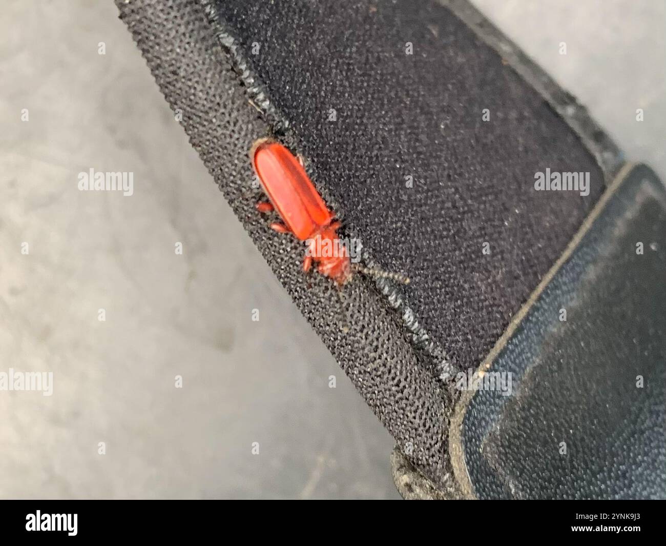 Red Flat Bark Beetle (Cucujus clavipes Stock Photo - Alamy