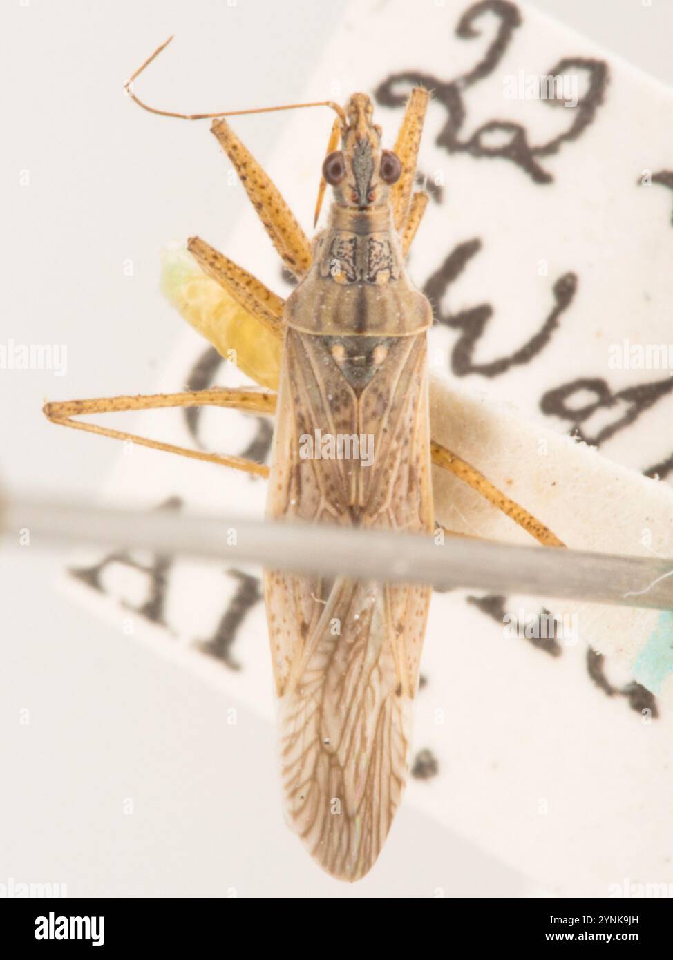 Common Damsel Bug (Nabis americoferus Stock Photo - Alamy
