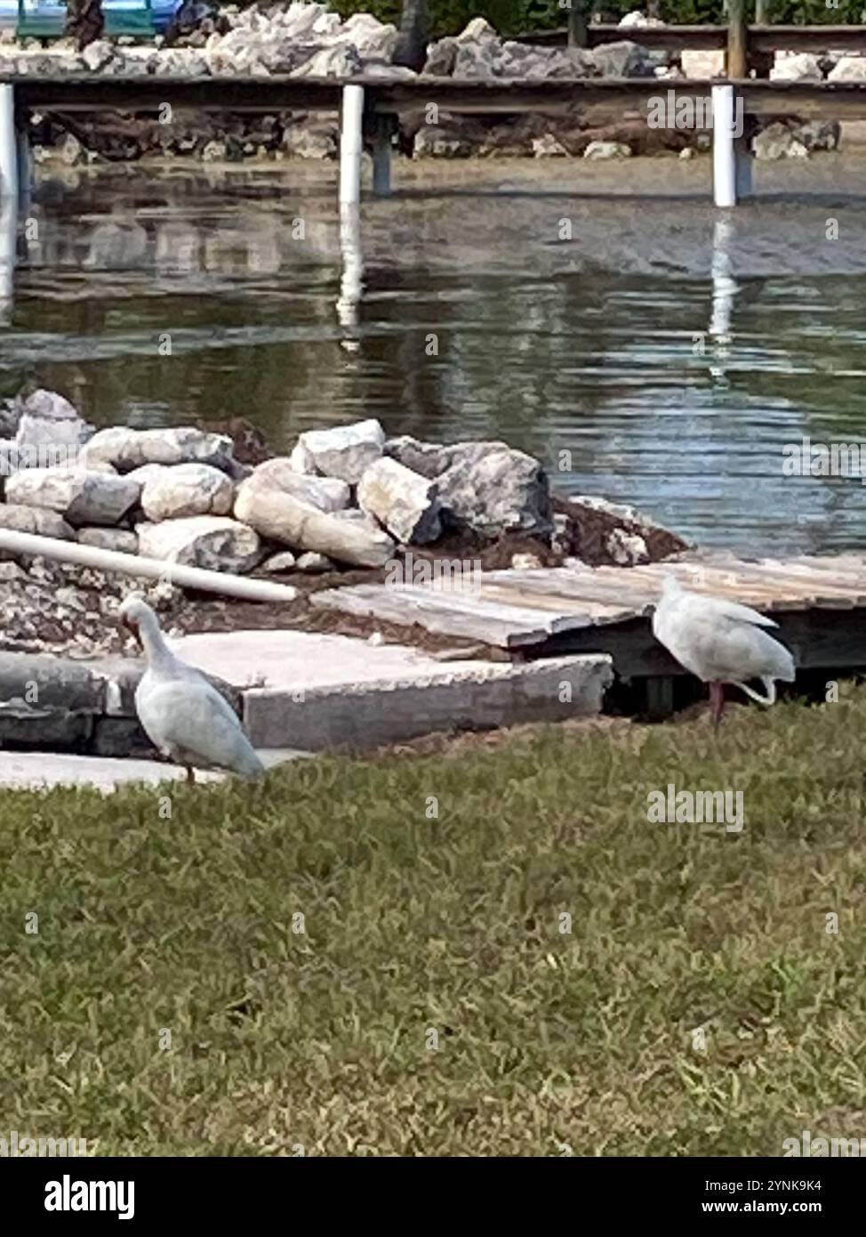 White Ibis (Eudocimus albus Stock Photo - Alamy