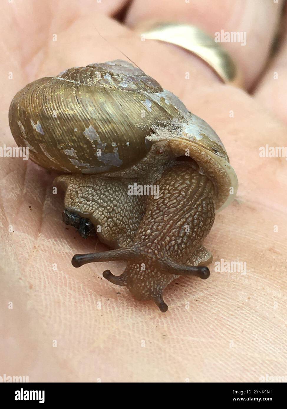 White-lip Globe Snail (Mesodon thyroidus Stock Photo - Alamy