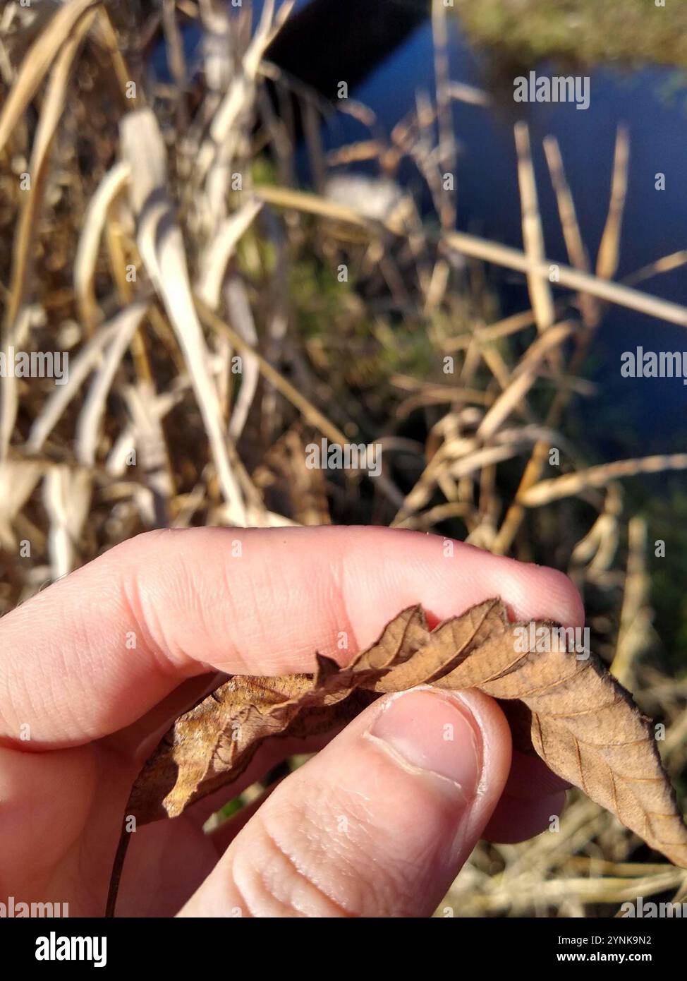 Red Alder (Alnus rubra Stock Photo - Alamy