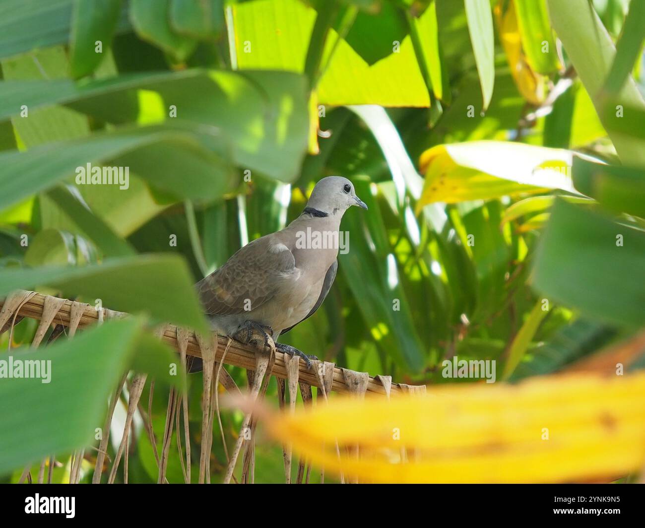 Red Collared-Dove (Streptopelia tranquebarica Stock Photo - Alamy