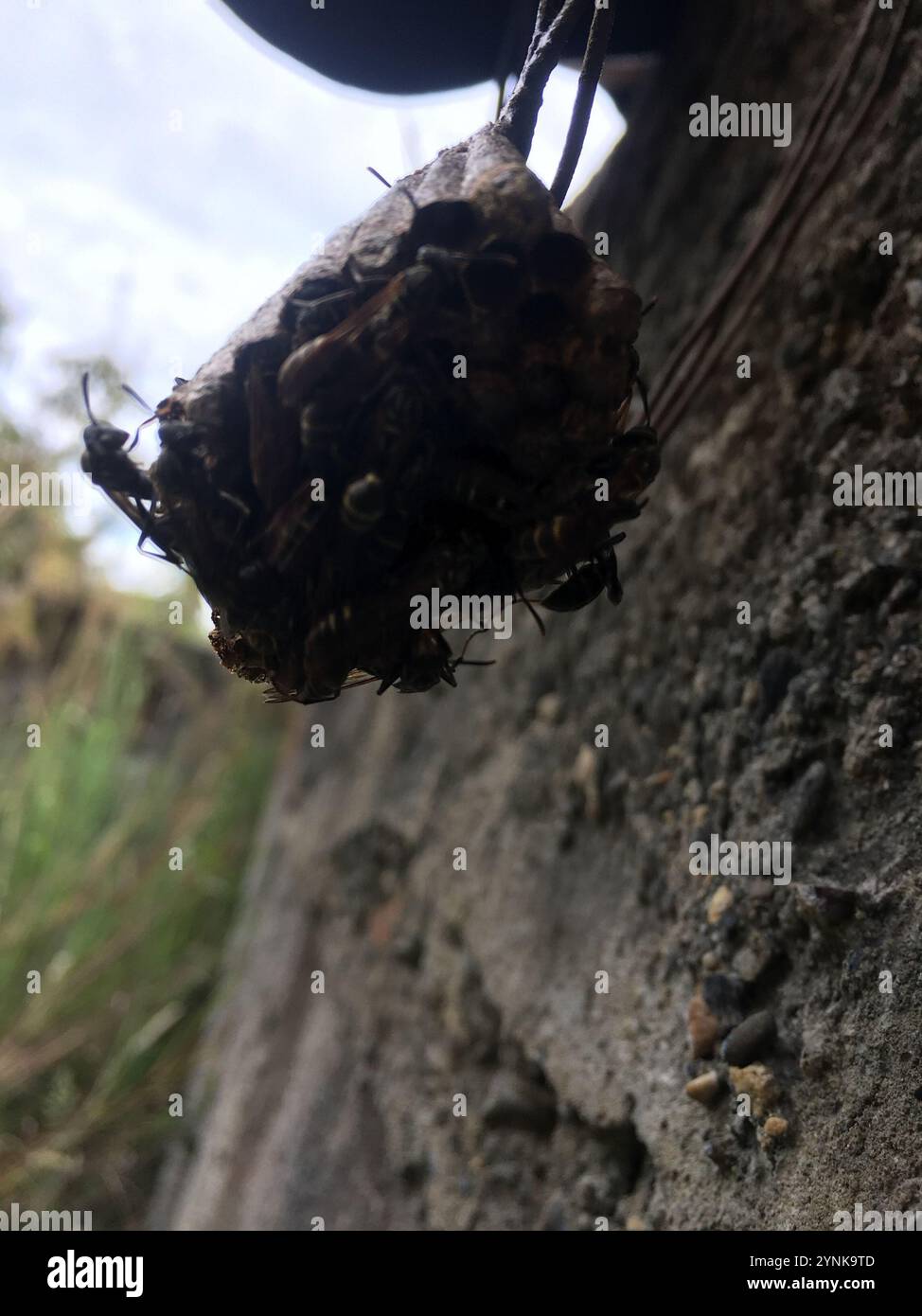 Paper Wasps (Polistinae Stock Photo - Alamy