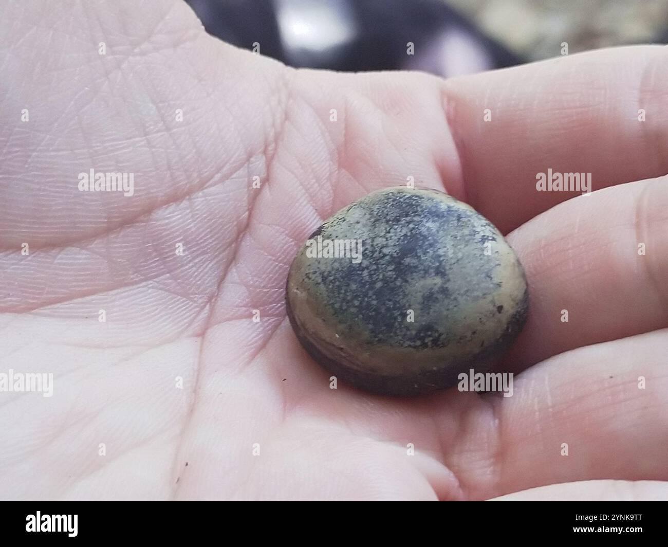 Matchbox Bean (Entada phaseoloides Stock Photo - Alamy