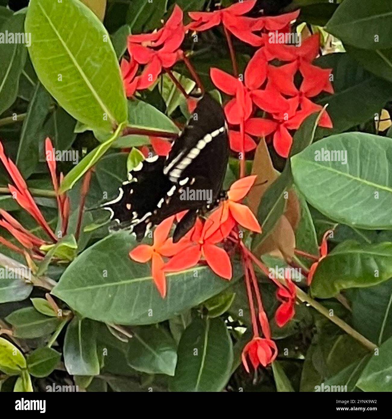 Caribbean Swallowtail (Heraclides pelaus Stock Photo - Alamy