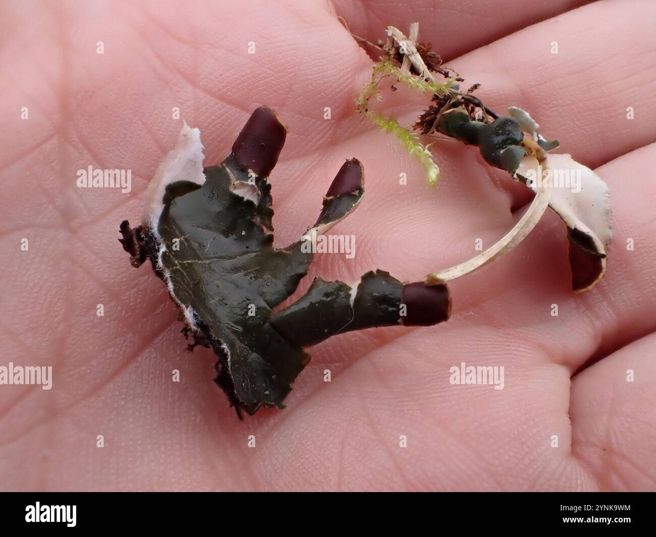 Blacksaddle pelt lichen (Peltigera neckeri Stock Photo - Alamy