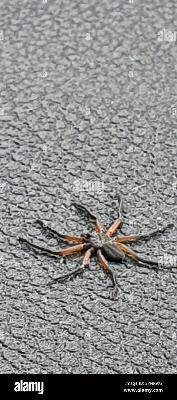 Scorpion Flat Spiders (Trachycosmidae Stock Photo - Alamy