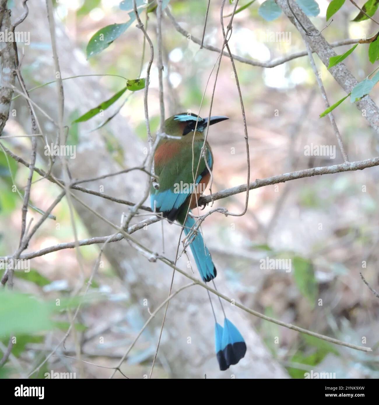 Turquoise-browed Motmot (Eumomota superciliosa Stock Photo - Alamy