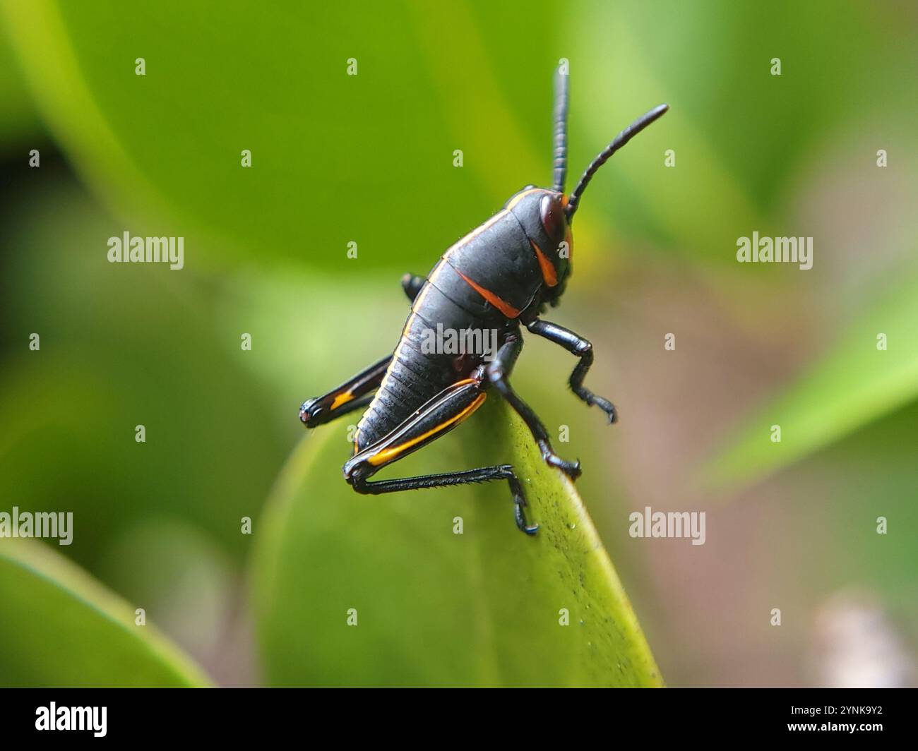 Eastern Lubber Grasshopper (Romalea microptera Stock Photo - Alamy
