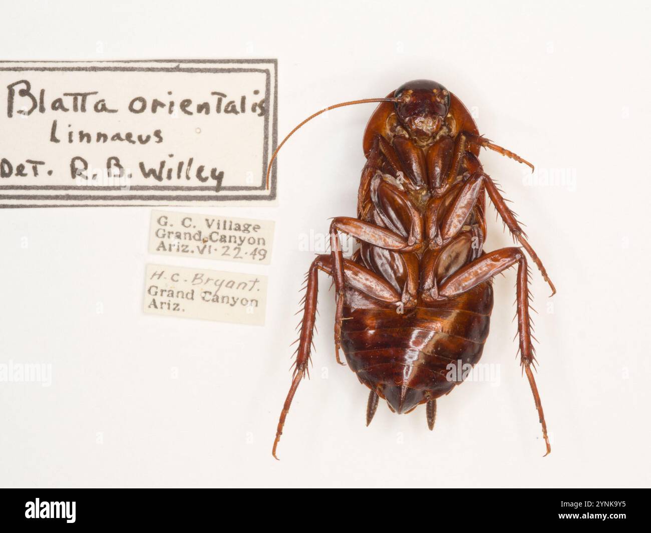 Oriental Cockroach (Blatta orientalis Stock Photo - Alamy