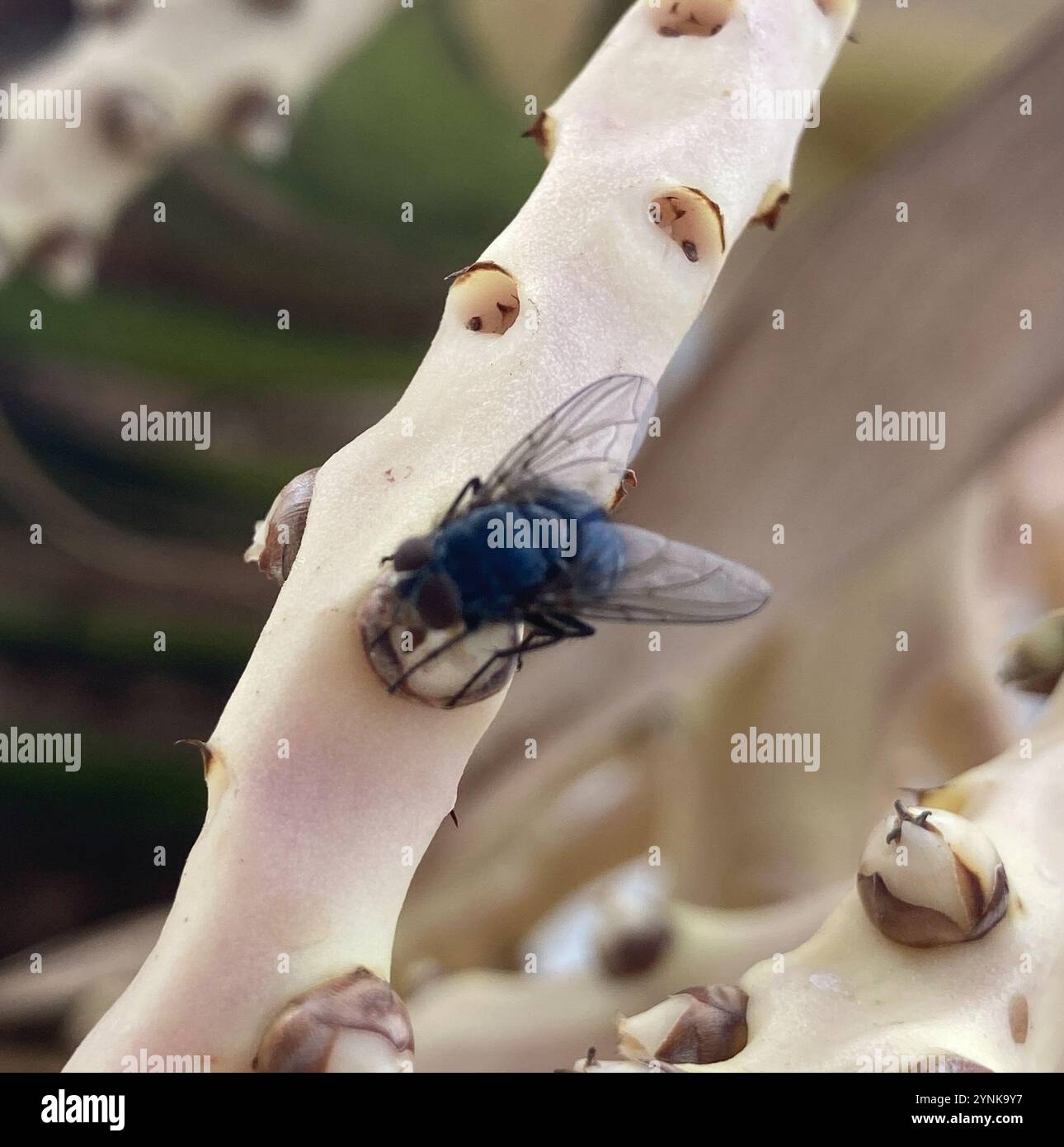 Blue Blowfly (Calliphora vicina Stock Photo - Alamy