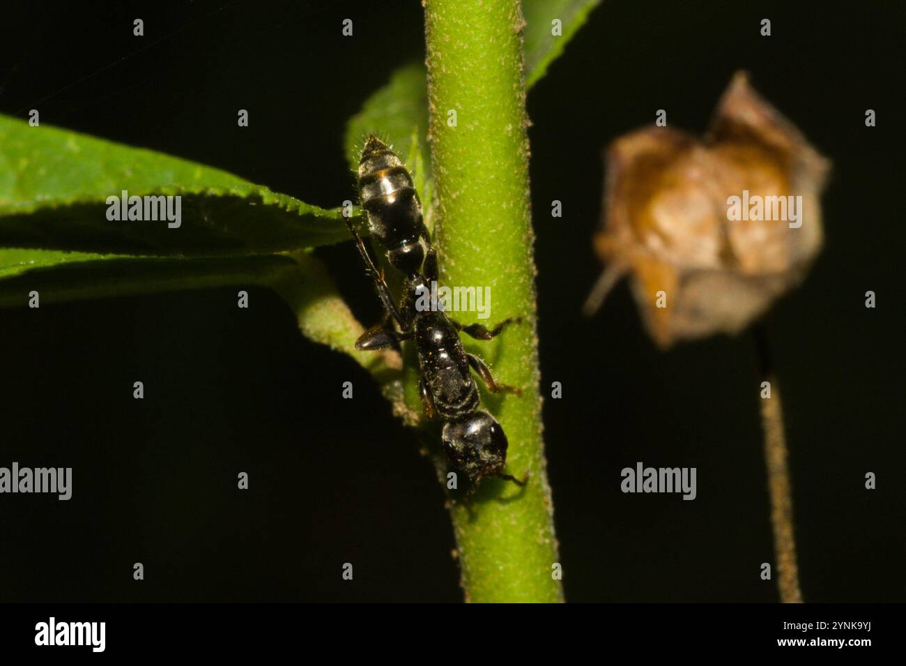 Gracilis-group Twig Ants (Pseudomyrmex gracilis Stock Photo - Alamy