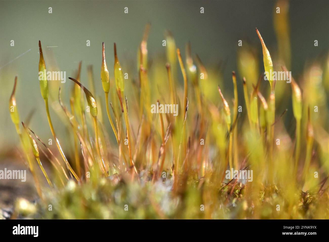 Wall Screw-moss (Tortula muralis Stock Photo - Alamy