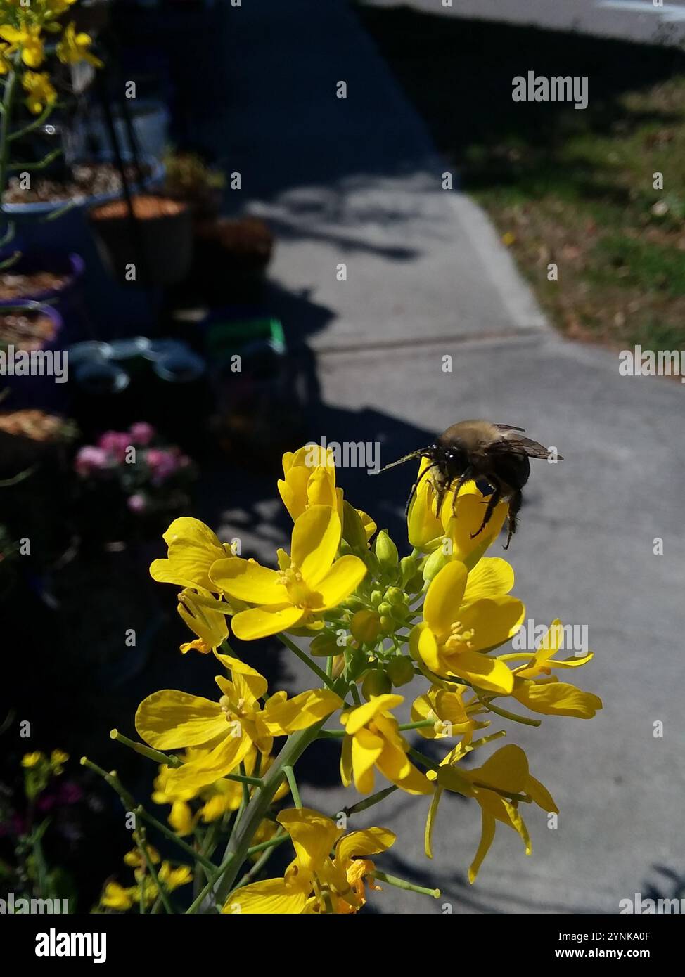 Blueberry Digger Bee (Habropoda laboriosa Stock Photo - Alamy