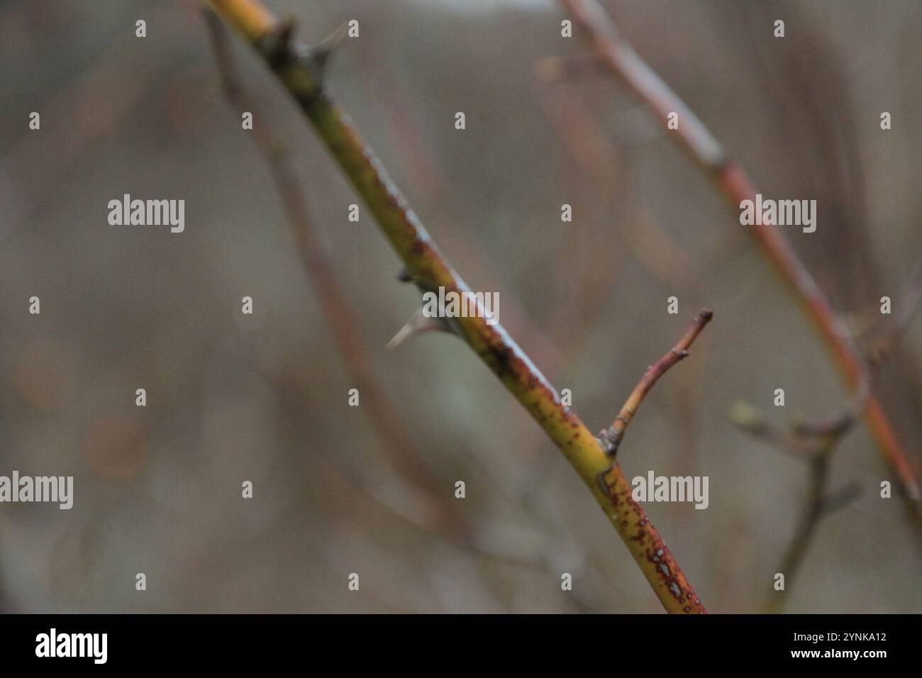 Nootka rose (Rosa nutkana Stock Photo - Alamy
