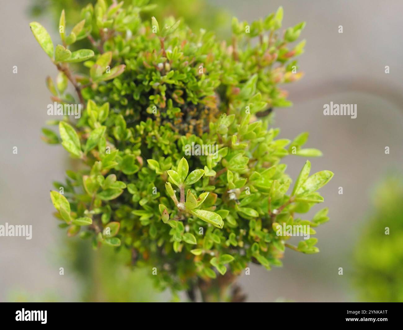 Streaked Rattlepod (Crotalaria pallida Stock Photo - Alamy