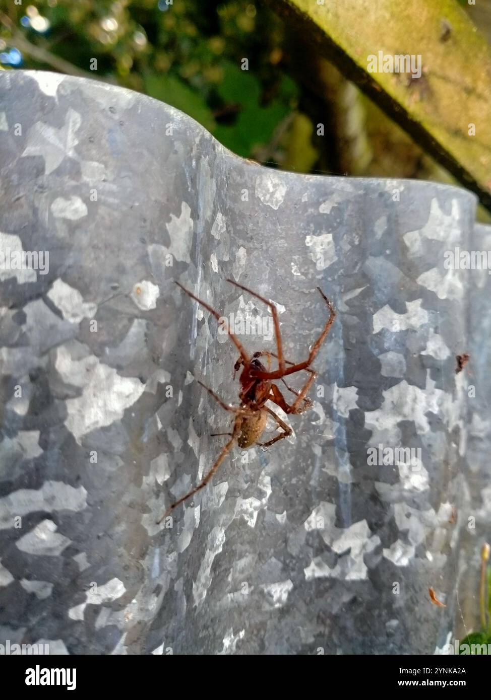 Sheetweb Spiders (Cambridgea Stock Photo - Alamy